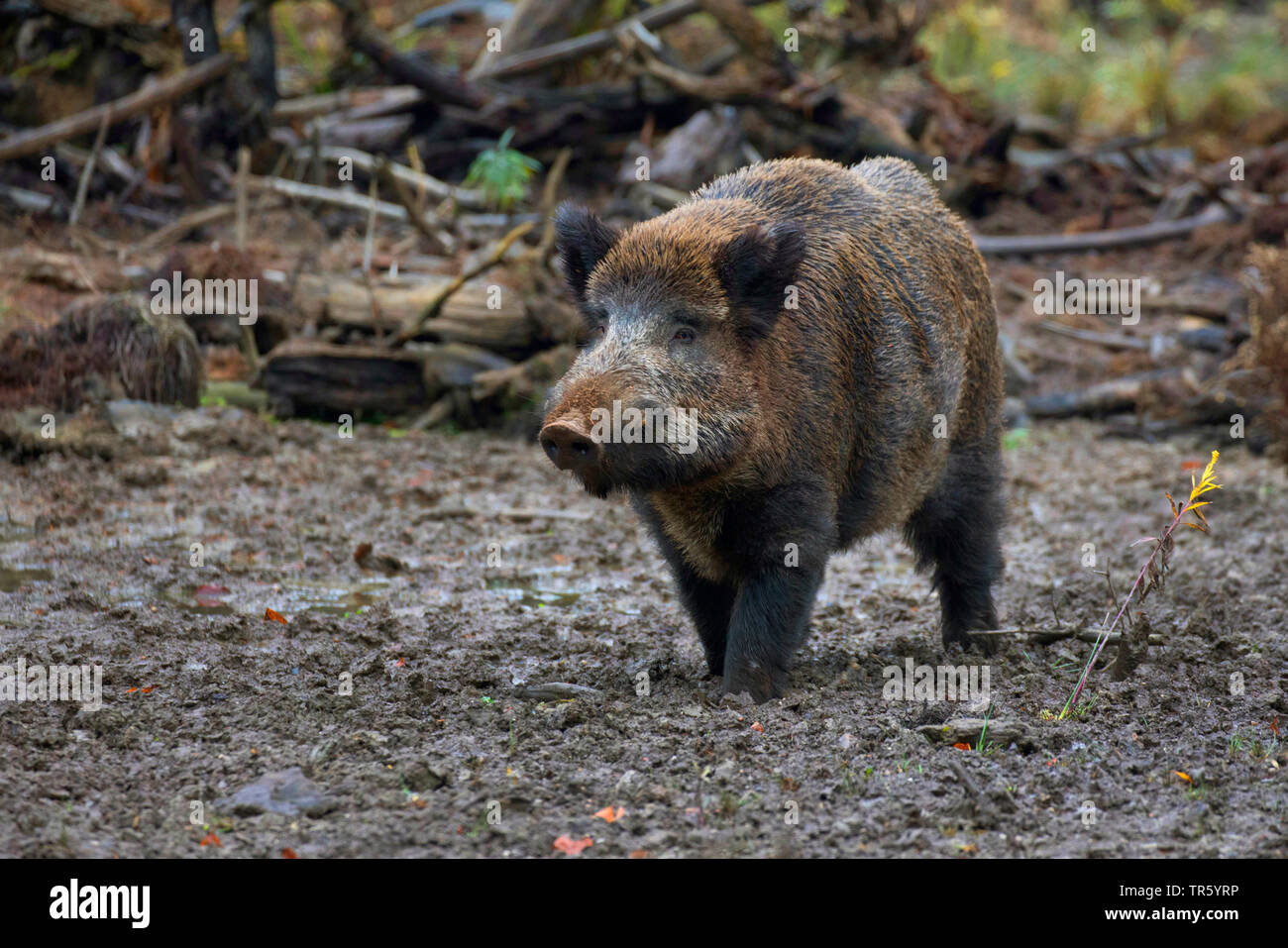 Pigs wallow mud hi-res stock photography and images - Alamy