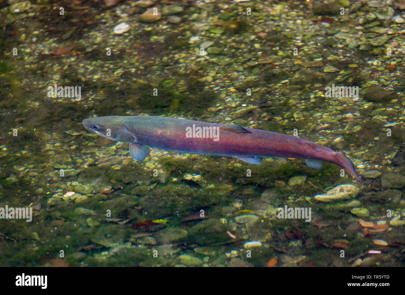 Danube salmon, huchen (Hucho hucho), male in nuptial couloration ...