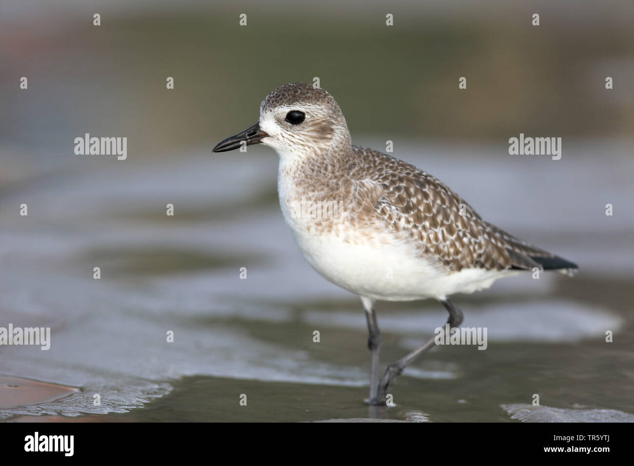 grey plover (Pluvialis squatarola), in eclipse plumage standing in mud ...