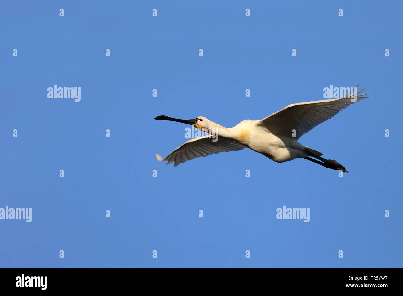 Spoonbill Flying