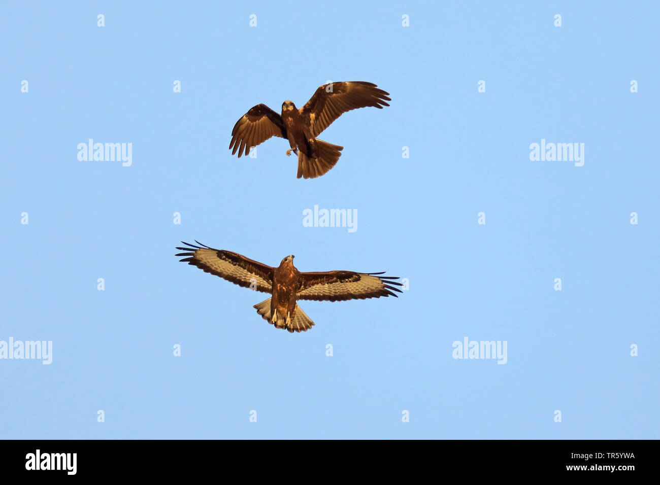 Eurasian marsh harrier hi-res stock photography and images - Alamy