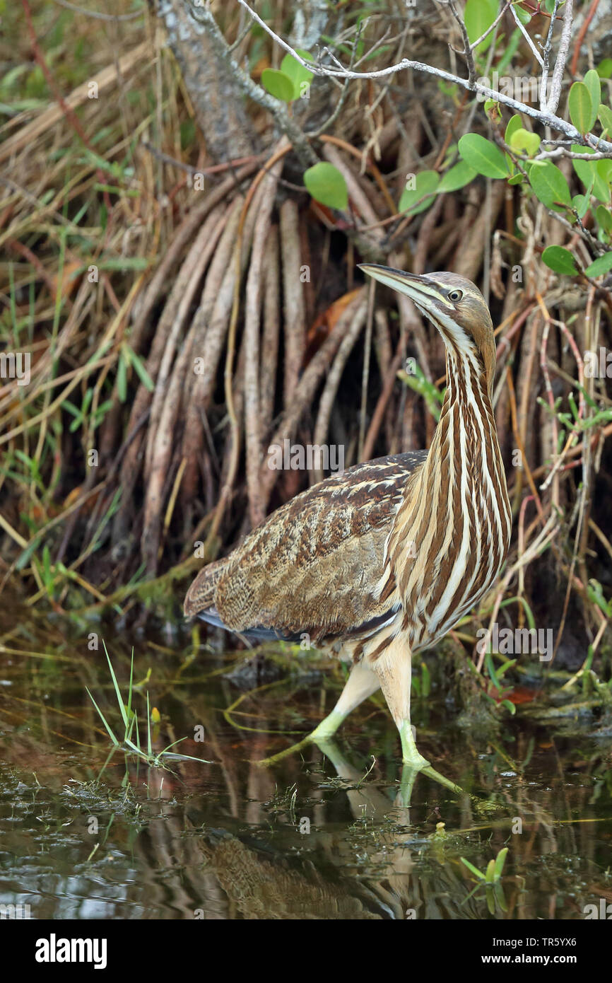 Mangroves merritt island national wildlife hi-res stock photography and ...