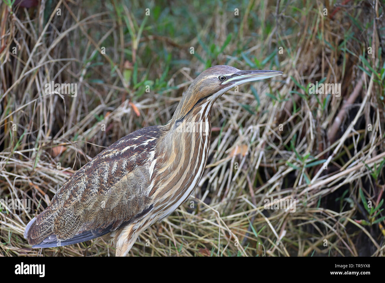 North american swamp plants hi-res stock photography and images - Alamy