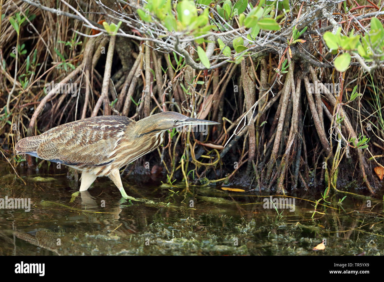 American bittern botaurus lentiginosus standing hi-res stock ...