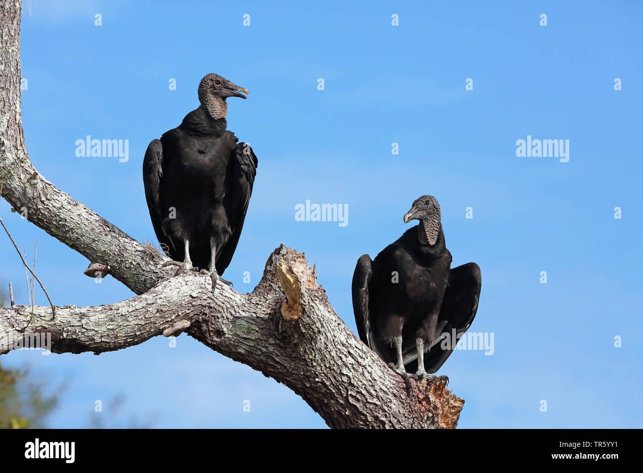 American vultures hi-res stock photography and images - Alamy