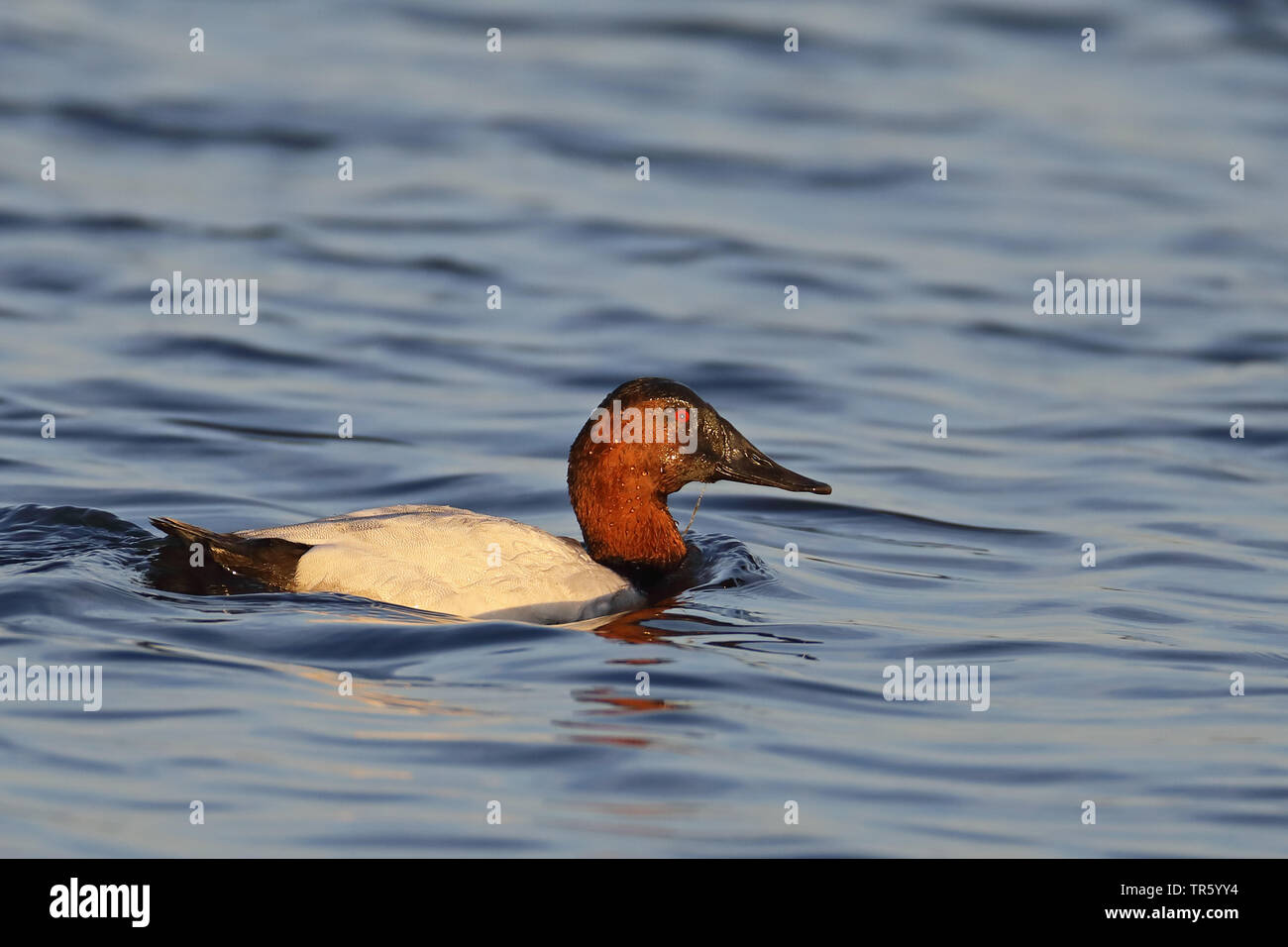 canvasback (Aythya valisineria), swimming male, USA, Florida, Merritt ...