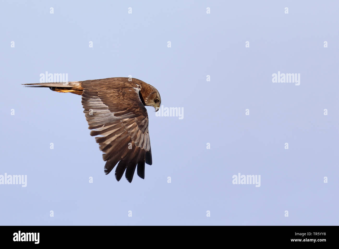 Western Marsh Harrier (Circus aeruginosus), flying male, Netherlands ...
