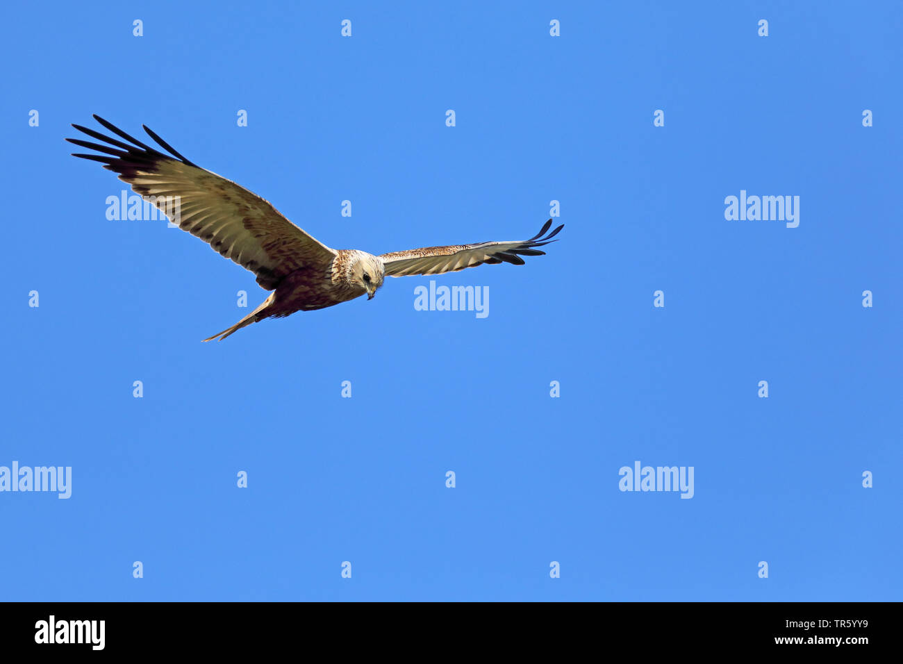 Western Marsh Harrier (Circus aeruginosus), flying male, Netherlands ...
