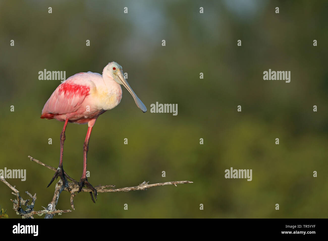 Spoonbills on branch hi-res stock photography and images - Alamy