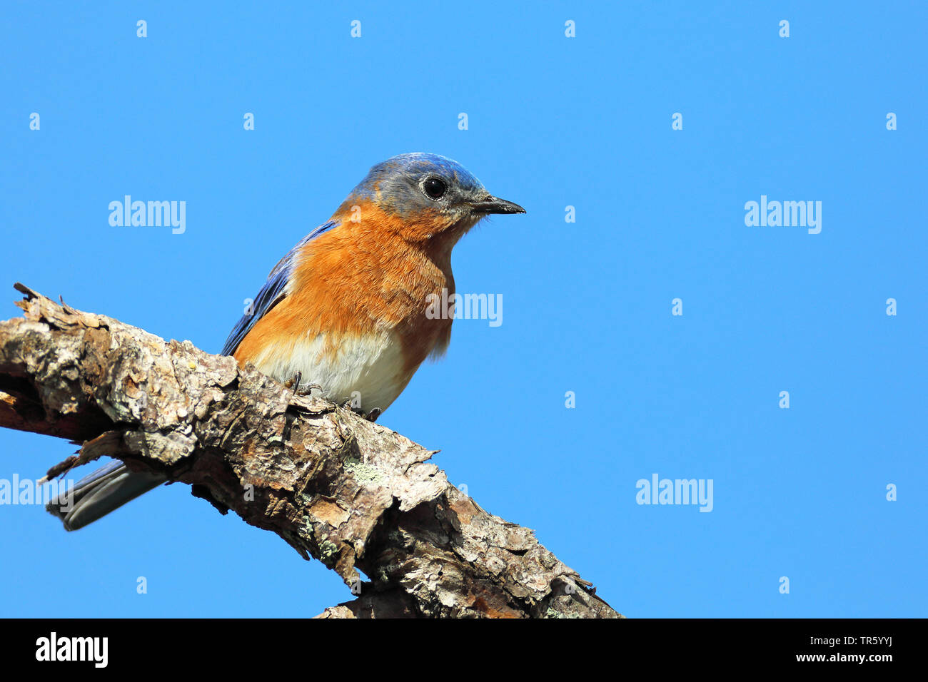 Eastern bluebird (Sialia sialis), male on a tree, USA, Florida ...