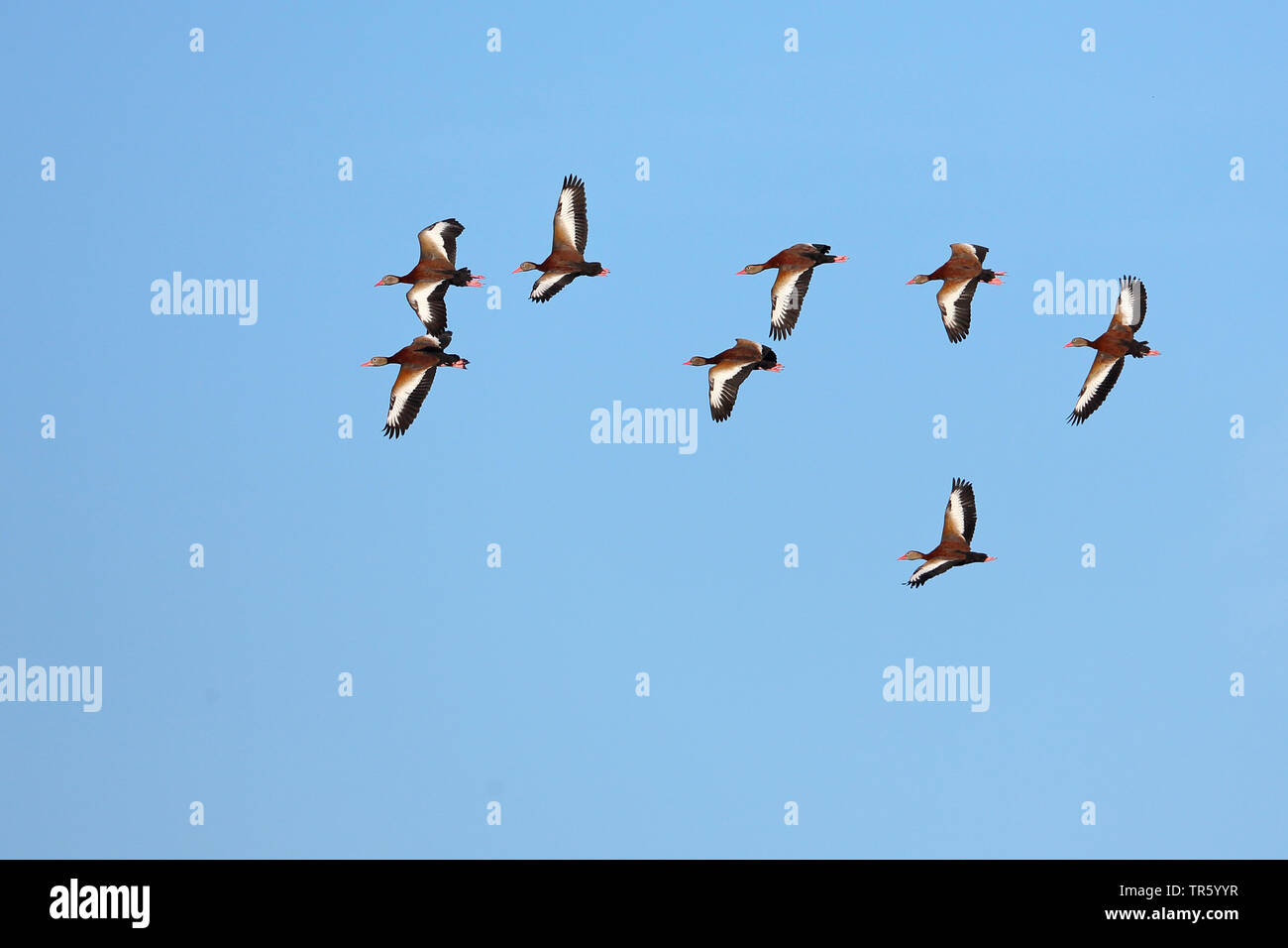 Red-billed whistling duck, Black-bellied whistling duck (Dendrocygna ...
