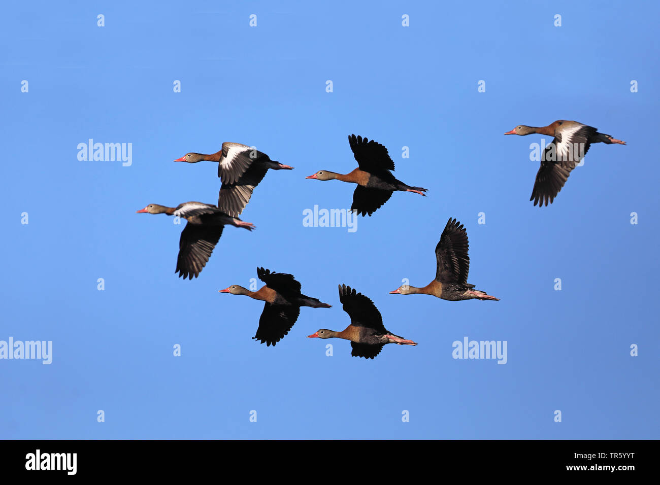 Red-billed whistling duck, Black-bellied whistling duck (Dendrocygna ...