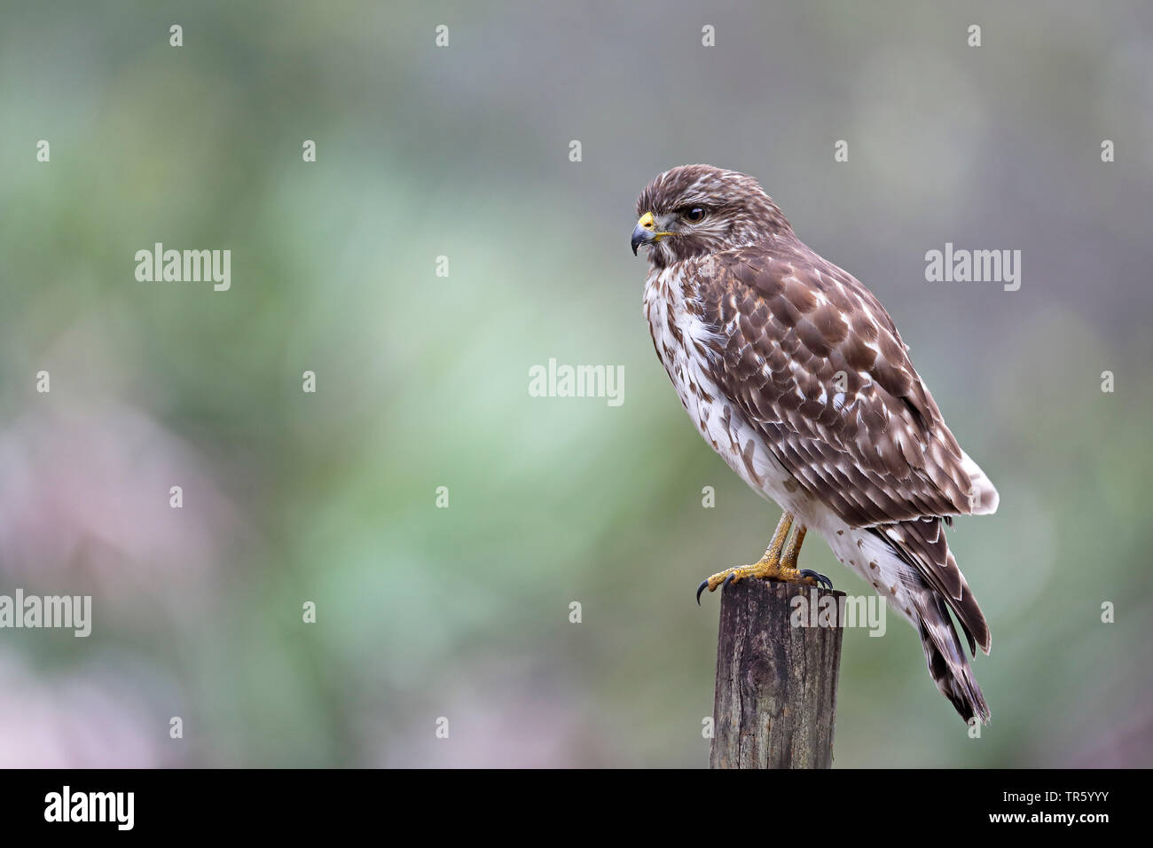 Juvenile buzzards hi-res stock photography and images - Alamy
