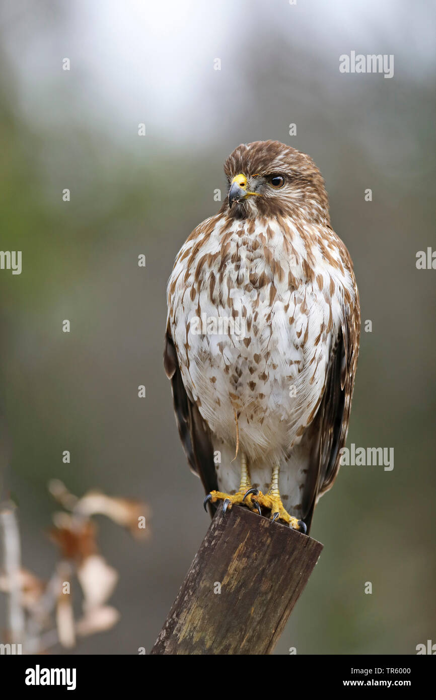 Juvenile buzzards hi-res stock photography and images - Alamy