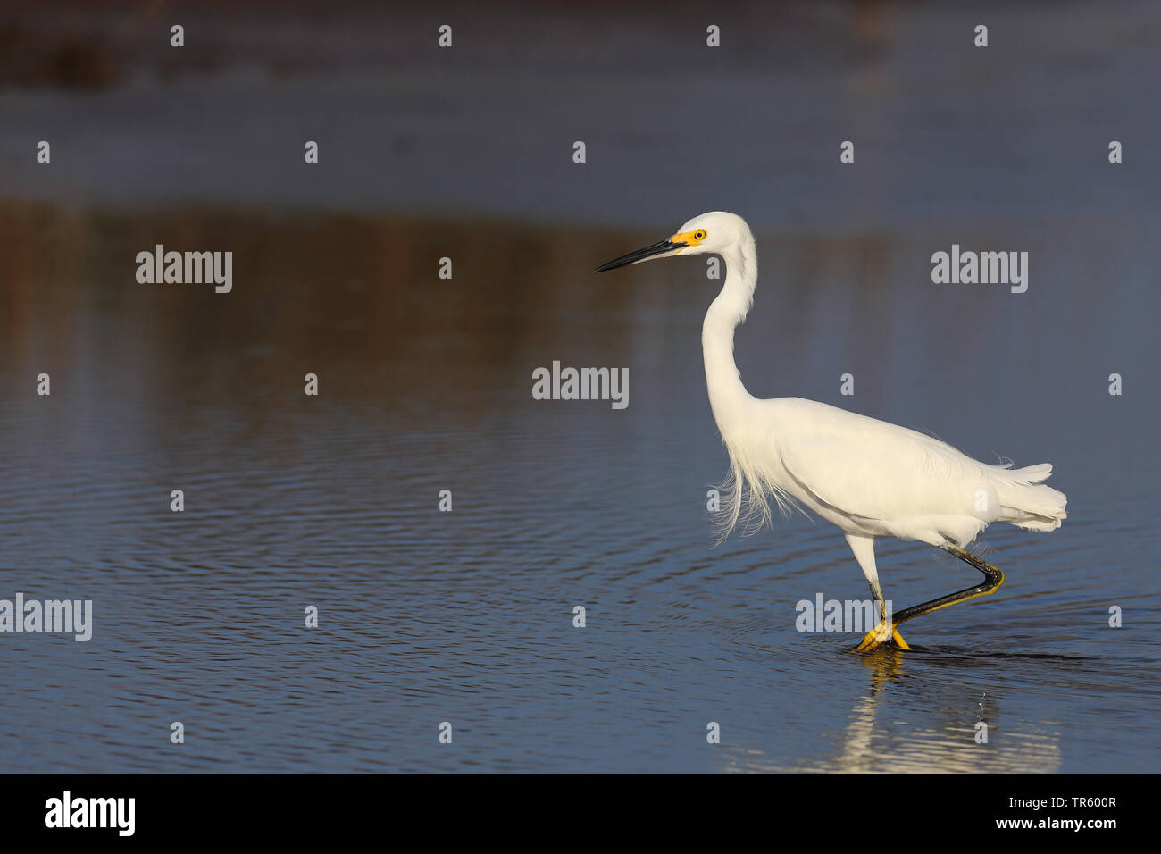 snowy egret (Egretta thula), stalking in shallow water, side view, USA ...