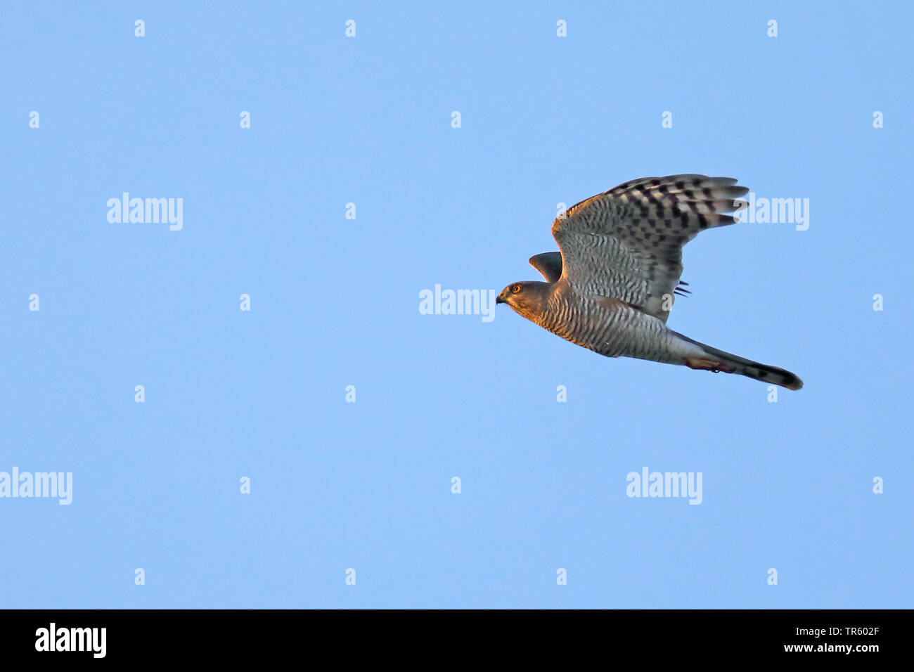 Sparrow hawk flying hi-res stock photography and images - Alamy
