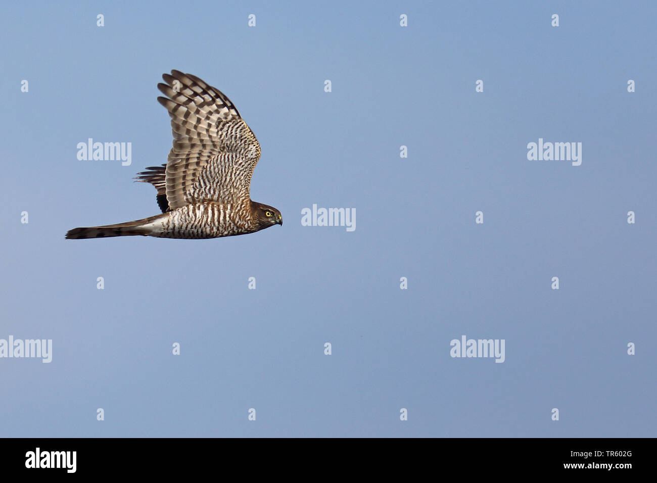 Sparrow hawk flying hi-res stock photography and images - Alamy