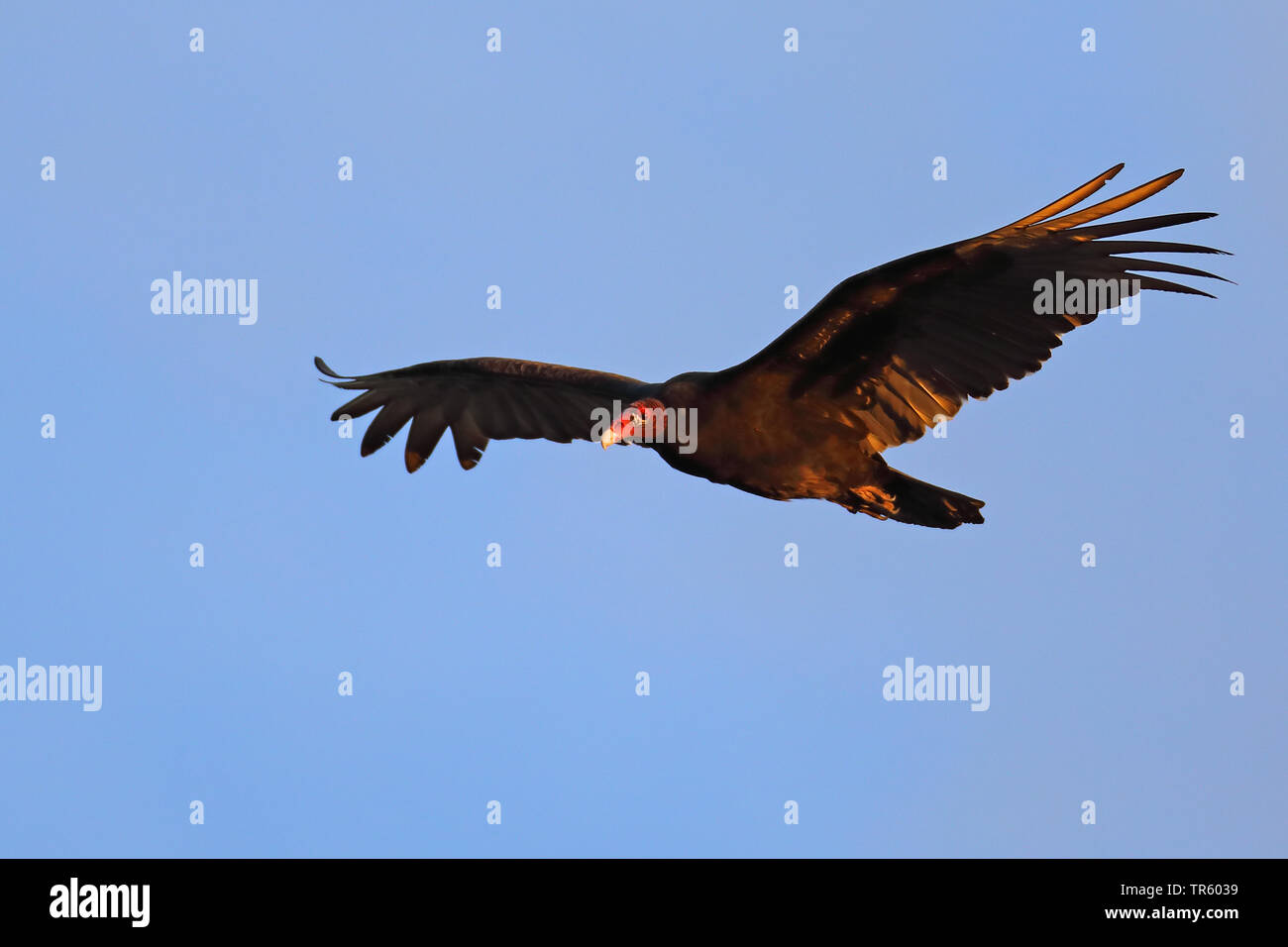 turkey vulture (Cathartes aura), flying in the blue sky, side view, USA ...