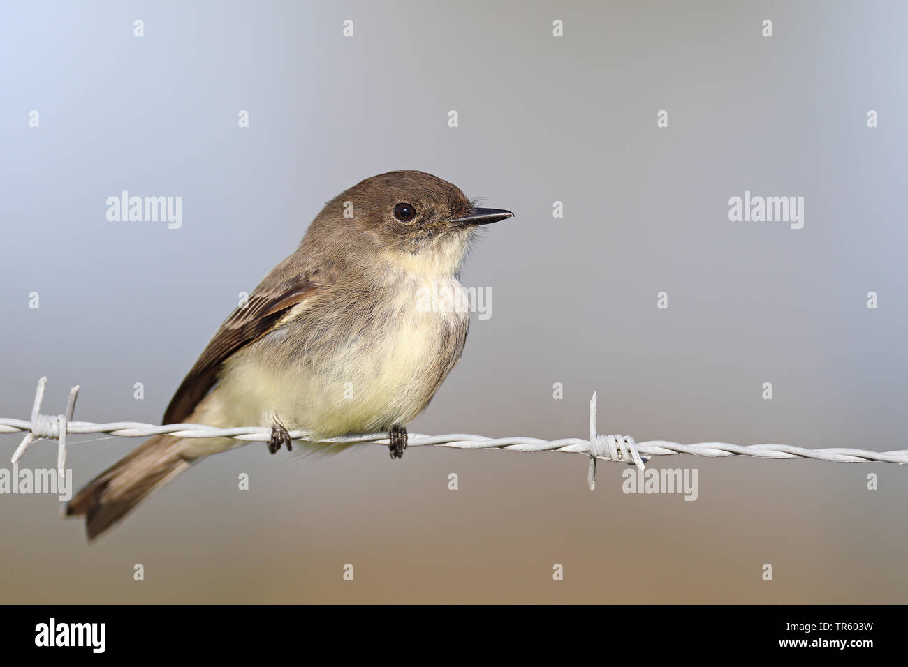 Eastern phoebe (Sayornis phoebe), sitting on a fence, USA, Florida ...