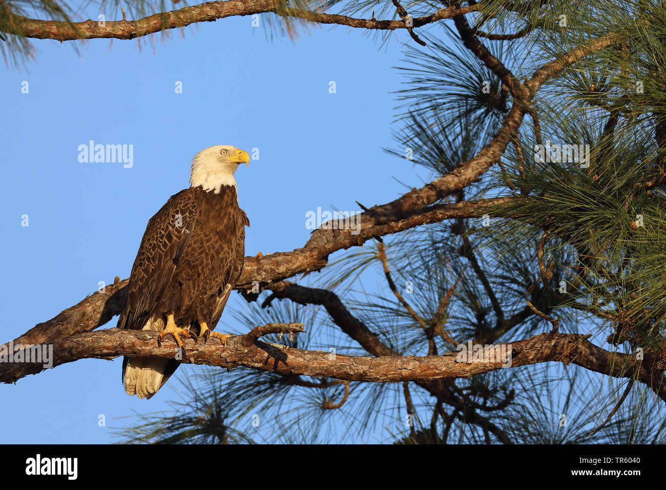 Bald eagle sitting in tree hi-res stock photography and images - Alamy