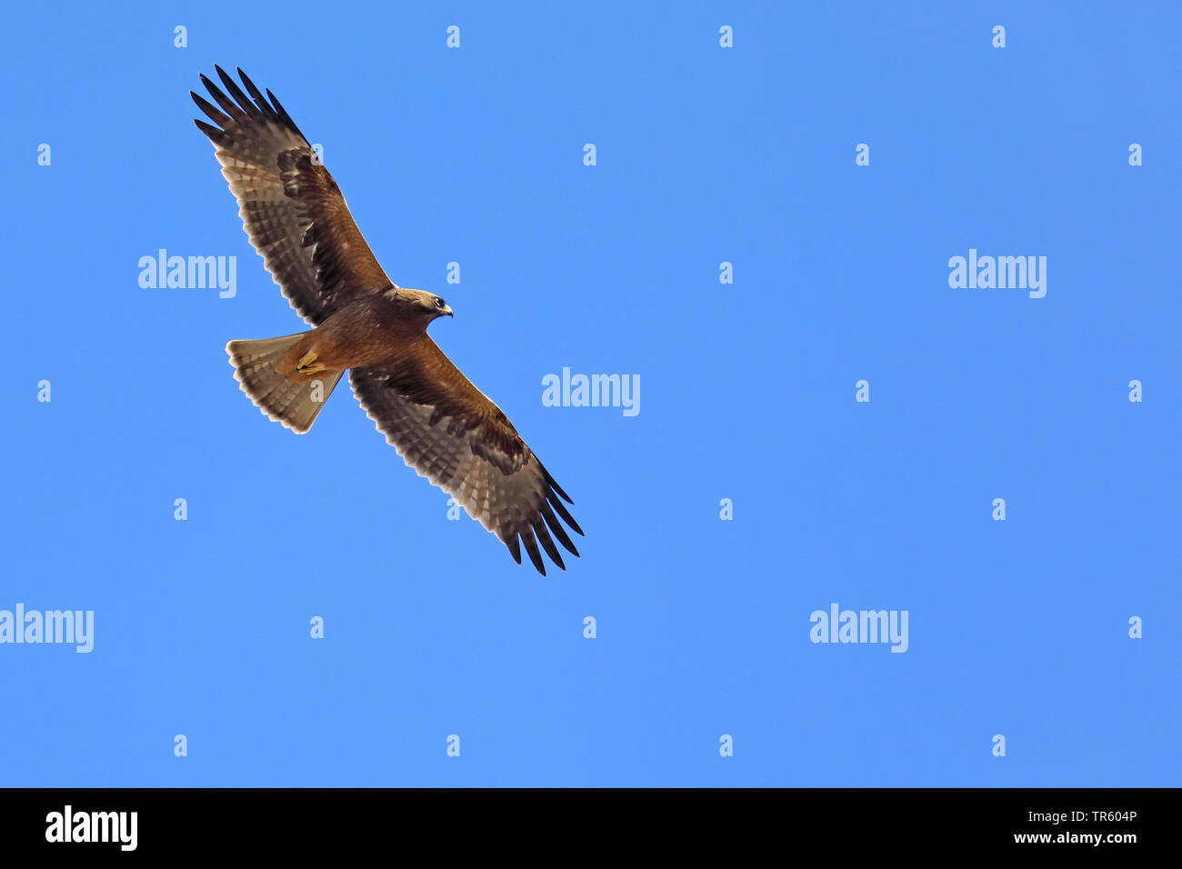 Booted Eagle In Flight