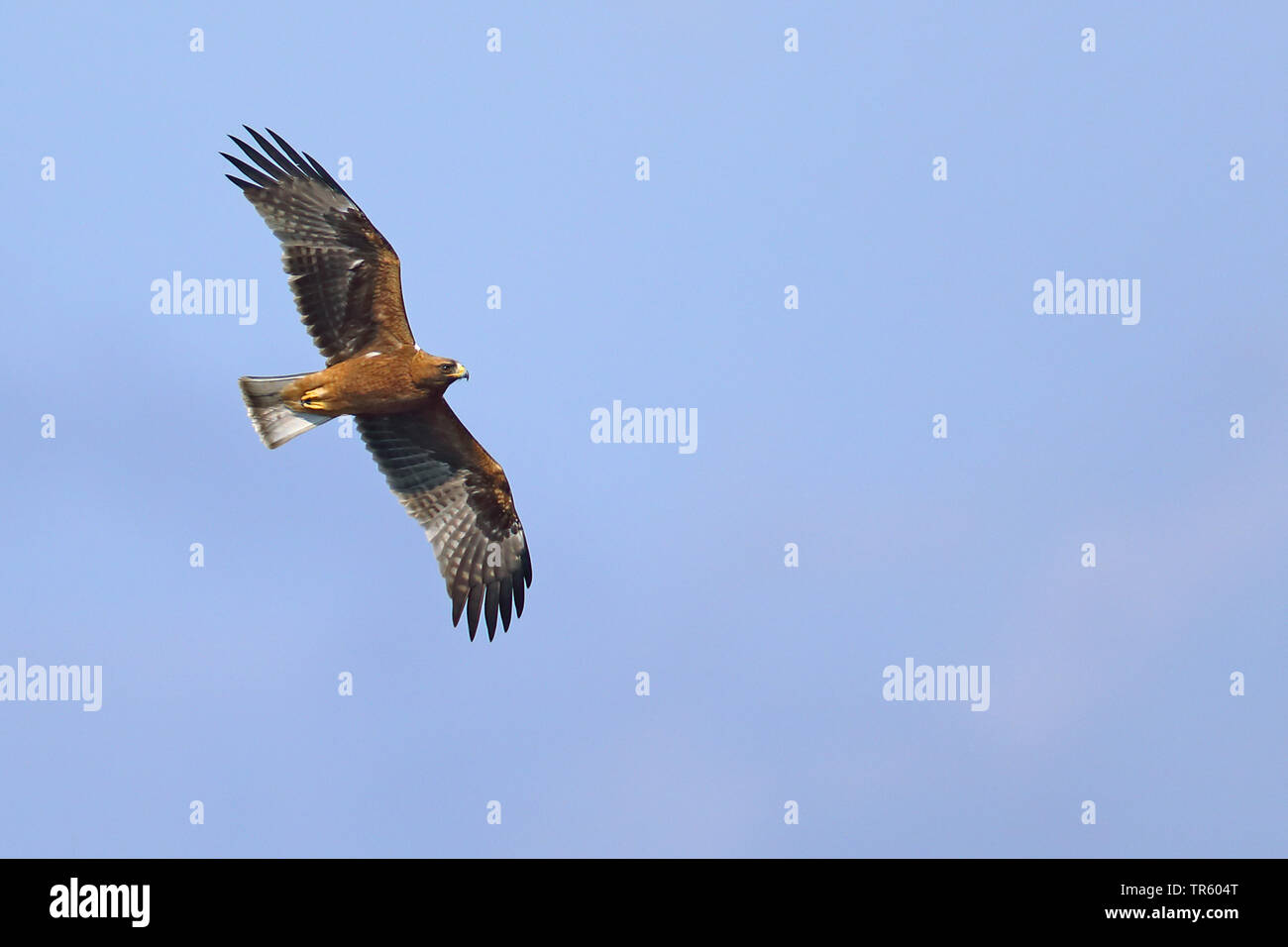 Booted Eagle In Flight