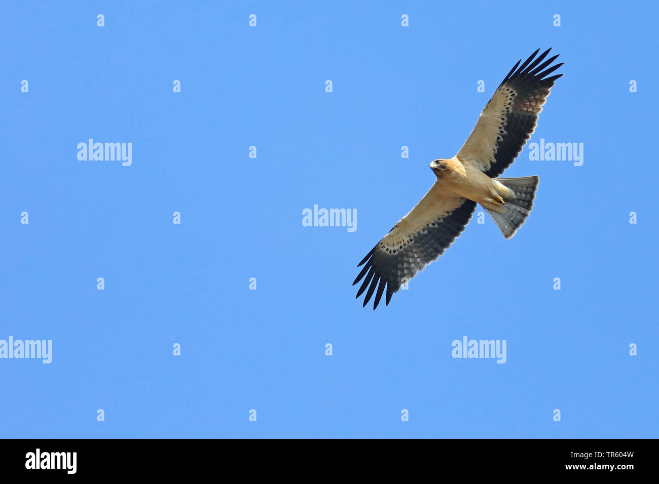 booted eagle (Hieraaetus pennatus), bright morph in flight, Spain ...