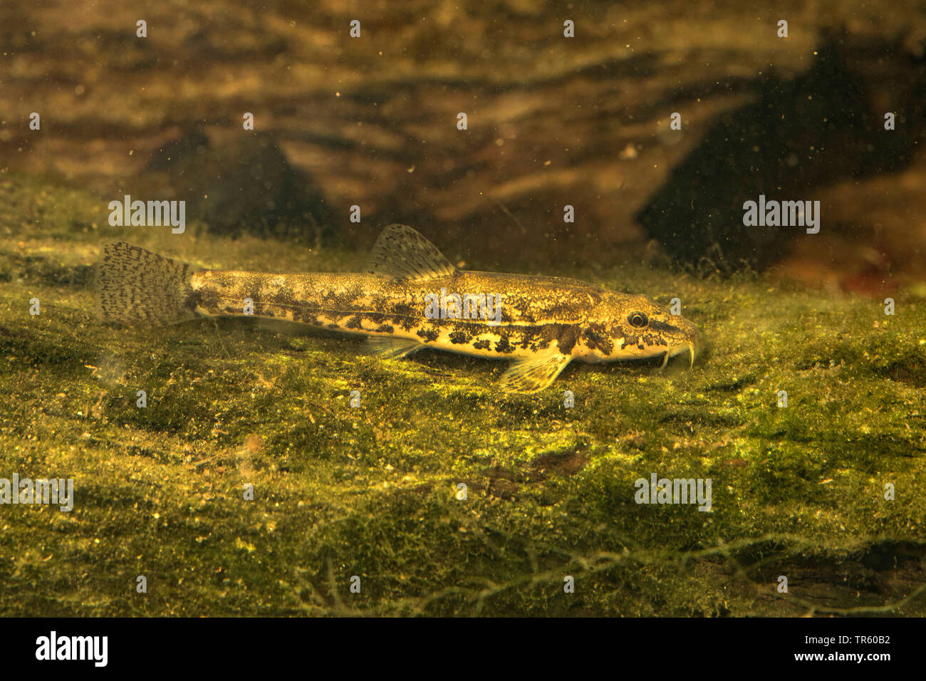 Hillstream loaches hi-res stock photography and images - Alamy