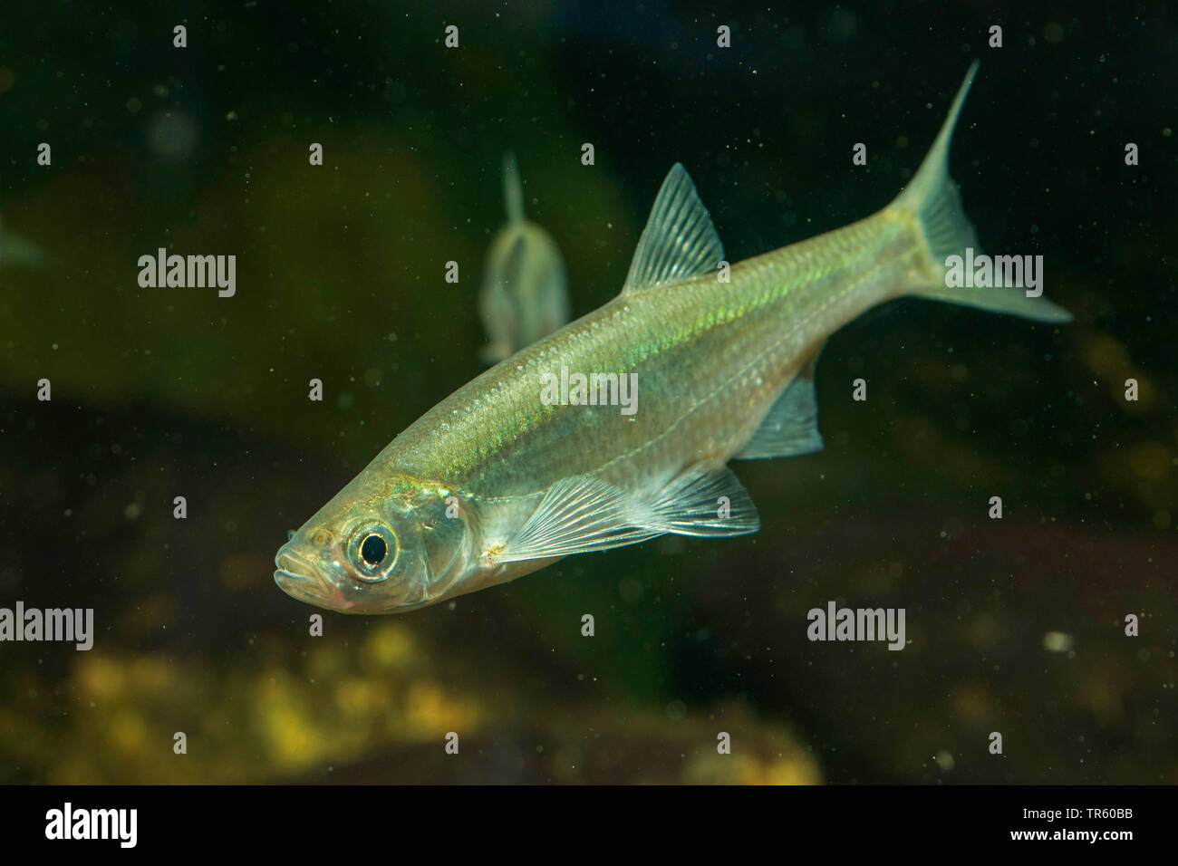 Common bleak, bleak (Alburnus alburnus), swimming, side view, Germany ...