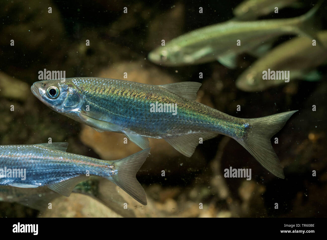 Common bleak, bleak (Alburnus alburnus), small shoal, side view ...