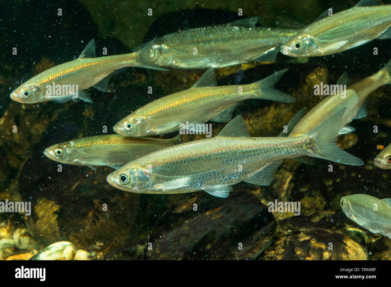 Common bleak, bleak (Alburnus alburnus), small shoal, side view ...