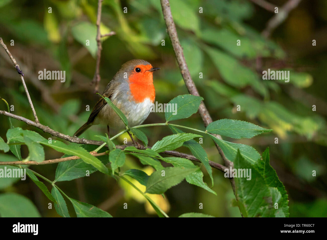 European robin (Erithacus rubecula), sitting in an elder bush, Germany ...
