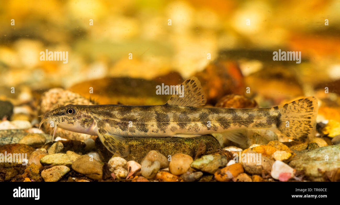stone loach (Noemacheilus barbulatus, Barbatula barbatula, Nemacheilus ...