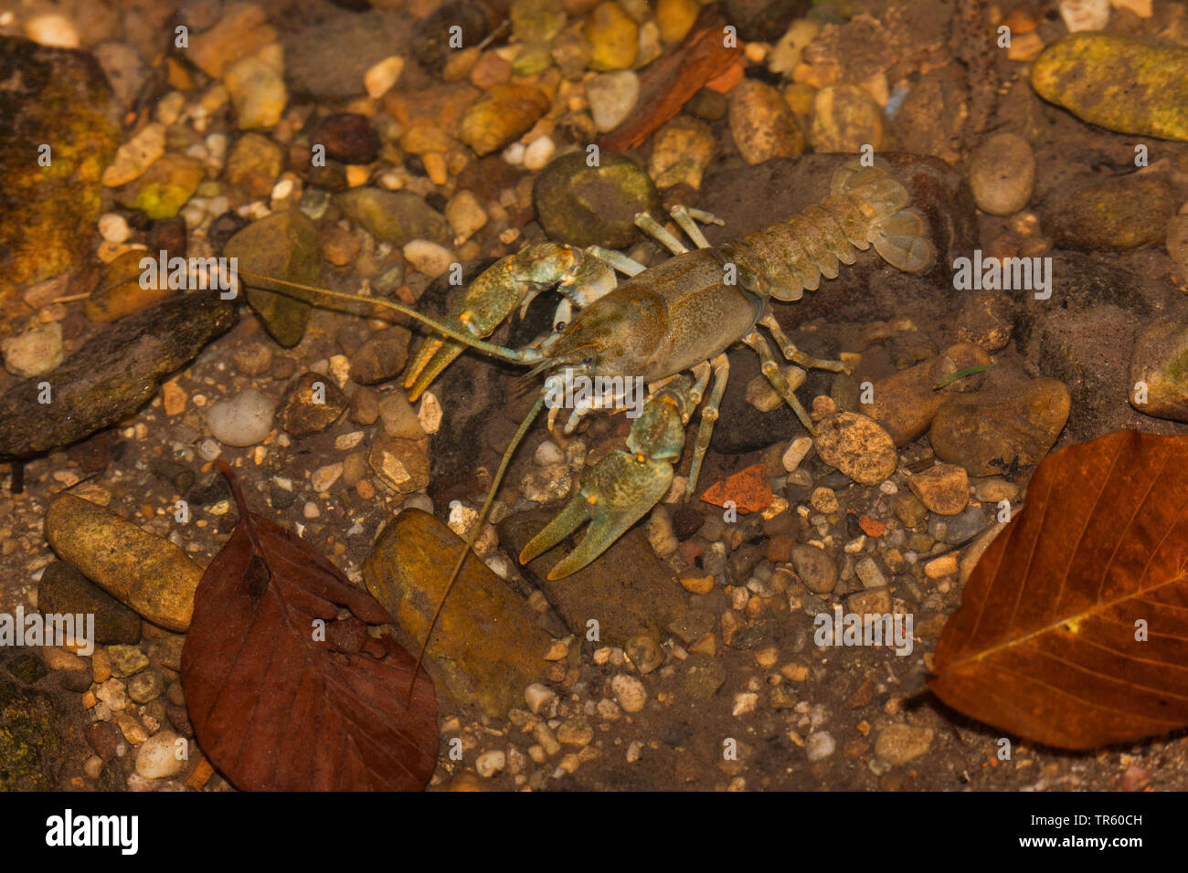 Crayfish habitat hi-res stock photography and images - Alamy