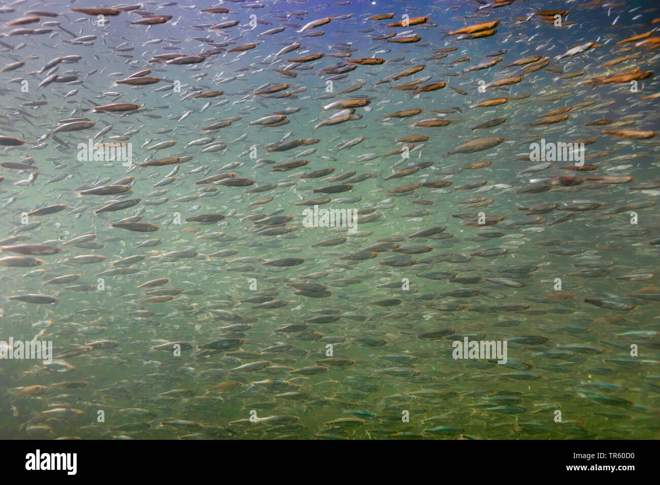 Full gathering hi-res stock photography and images - Alamy