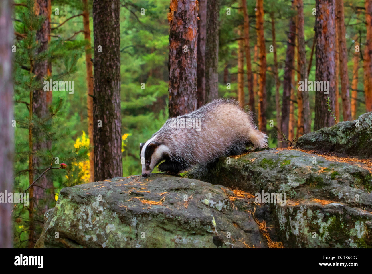 Old World badger, Eurasian badger (Meles meles), sniffing at a rock in ...
