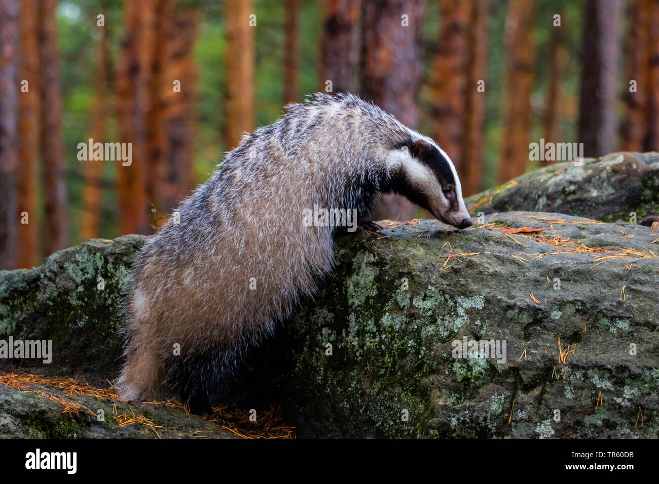 Old World badger, Eurasian badger (Meles meles), sniffing at a rock in ...