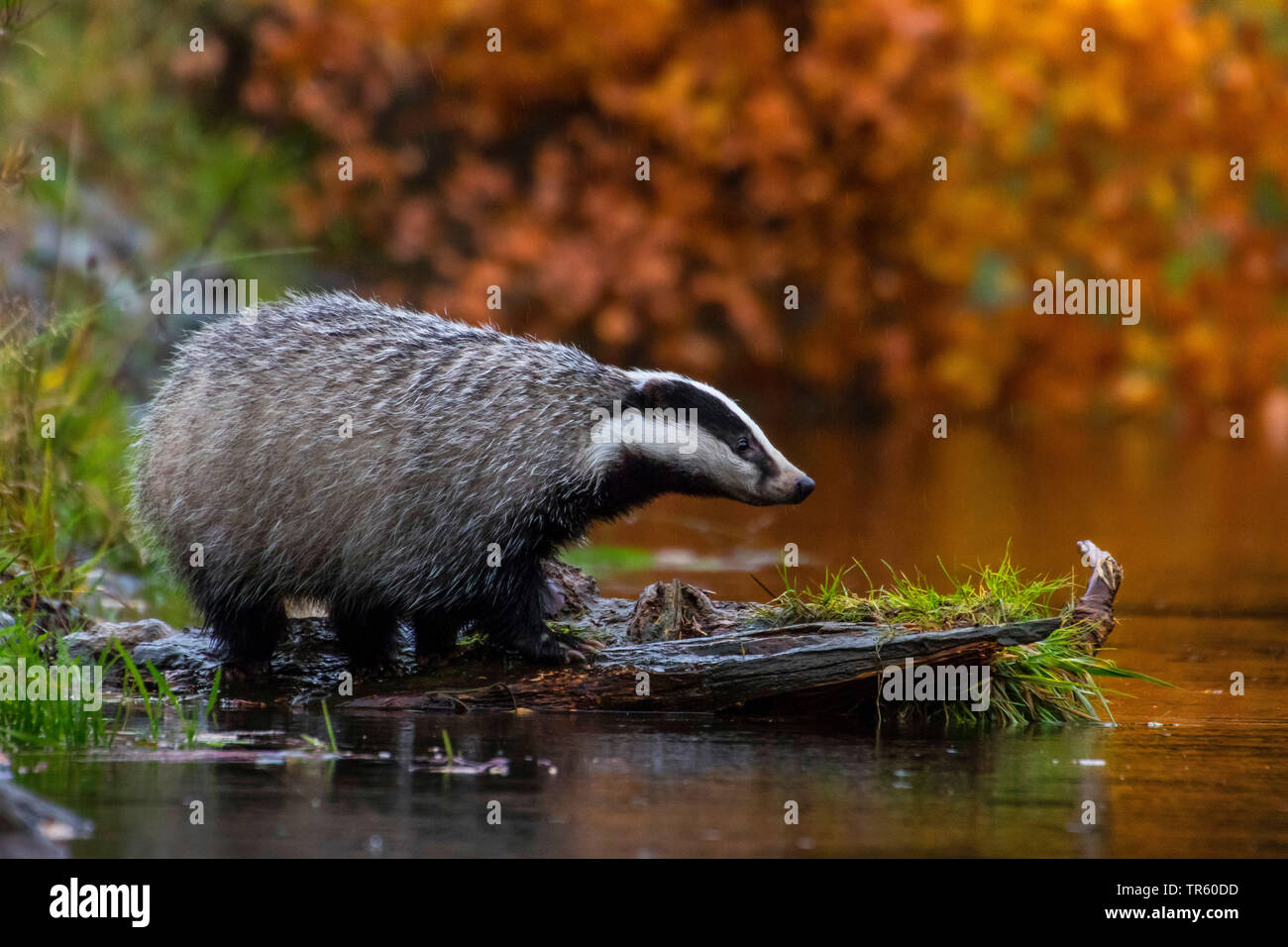 Old World badger, Eurasian badger (Meles meles), standing in the rain ...