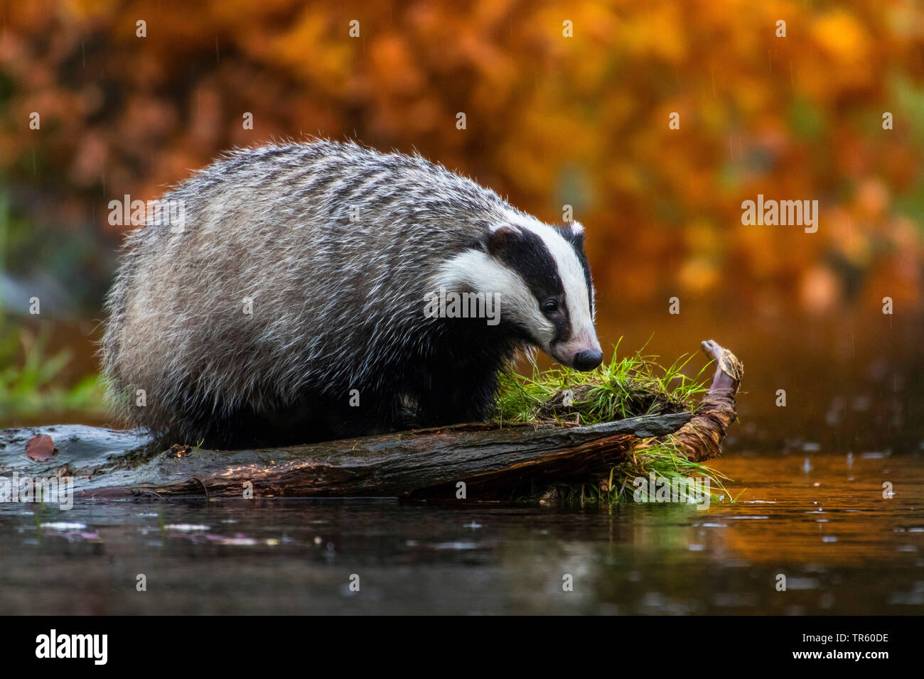 Rain world hi-res stock photography and images - Alamy