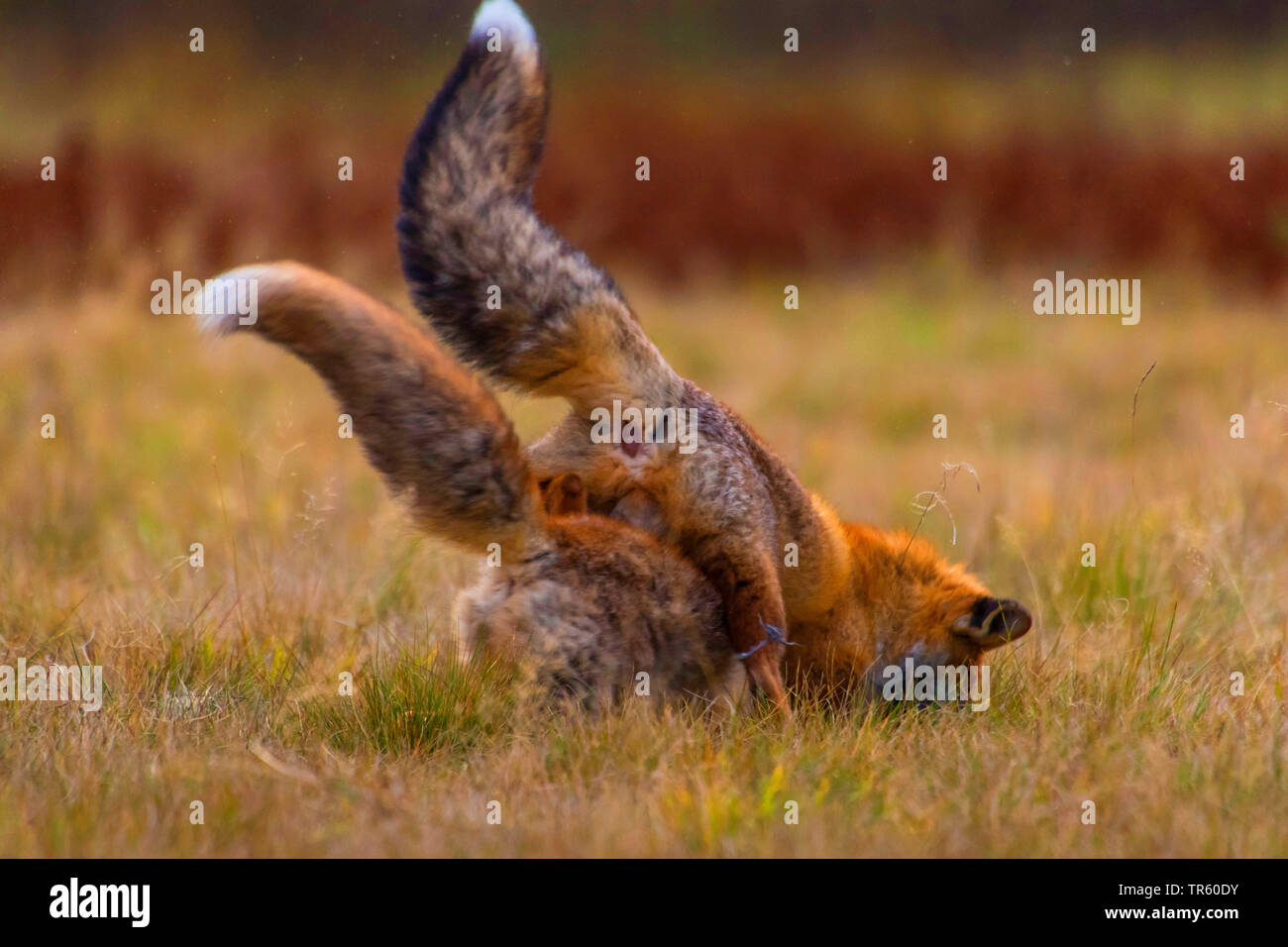 red fox (Vulpes vulpes), two red foxes fighting for prey, Czech ...