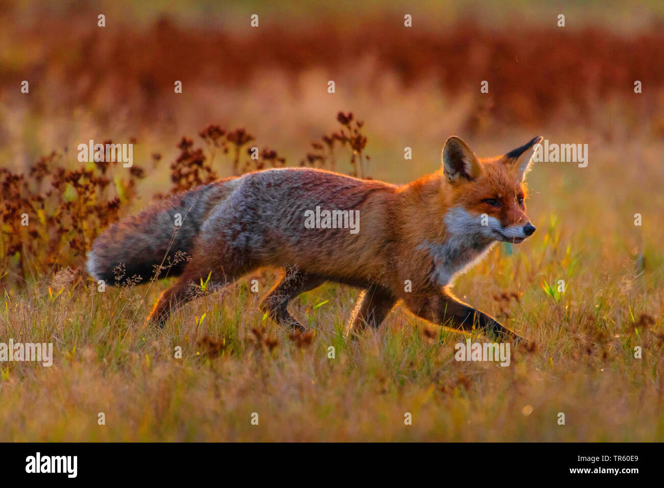 red fox (Vulpes vulpes), walking in a meadow and foraging, side view, Czech Republic, Hlinsko ...