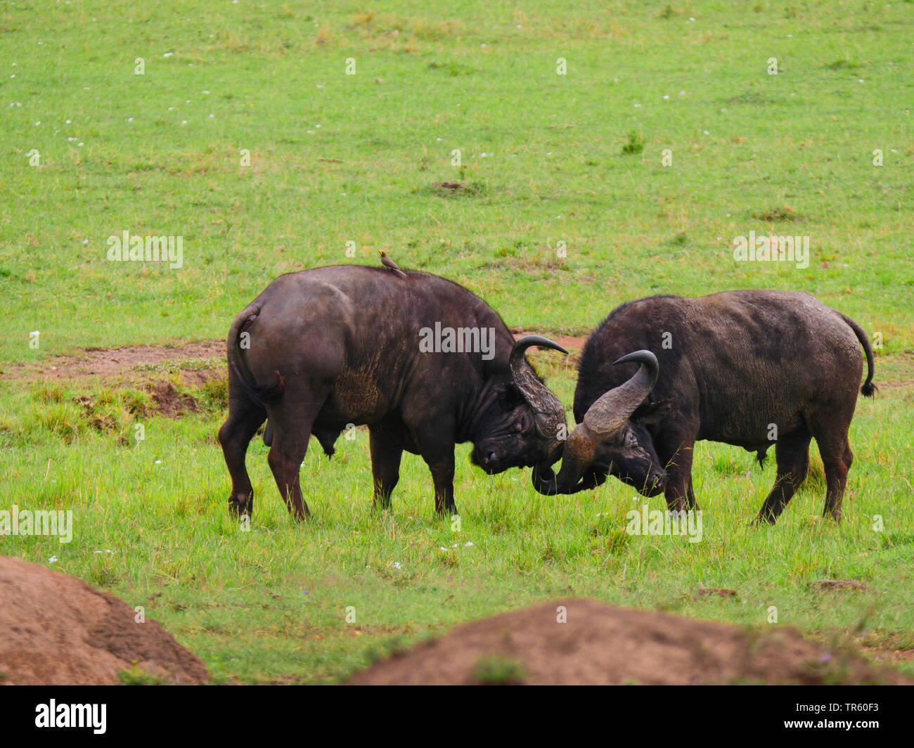 African buffalo syncerus side view hi-res stock photography and images ...