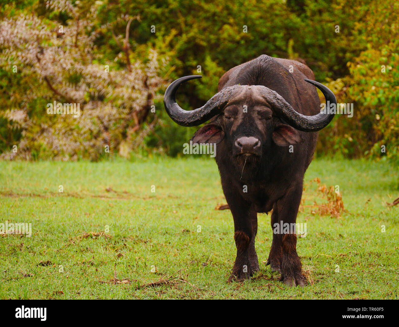 Buffalo meadow hi-res stock photography and images - Alamy