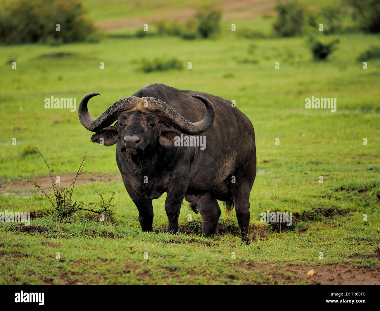 Male buffalo male african buffalo hi-res stock photography and images ...