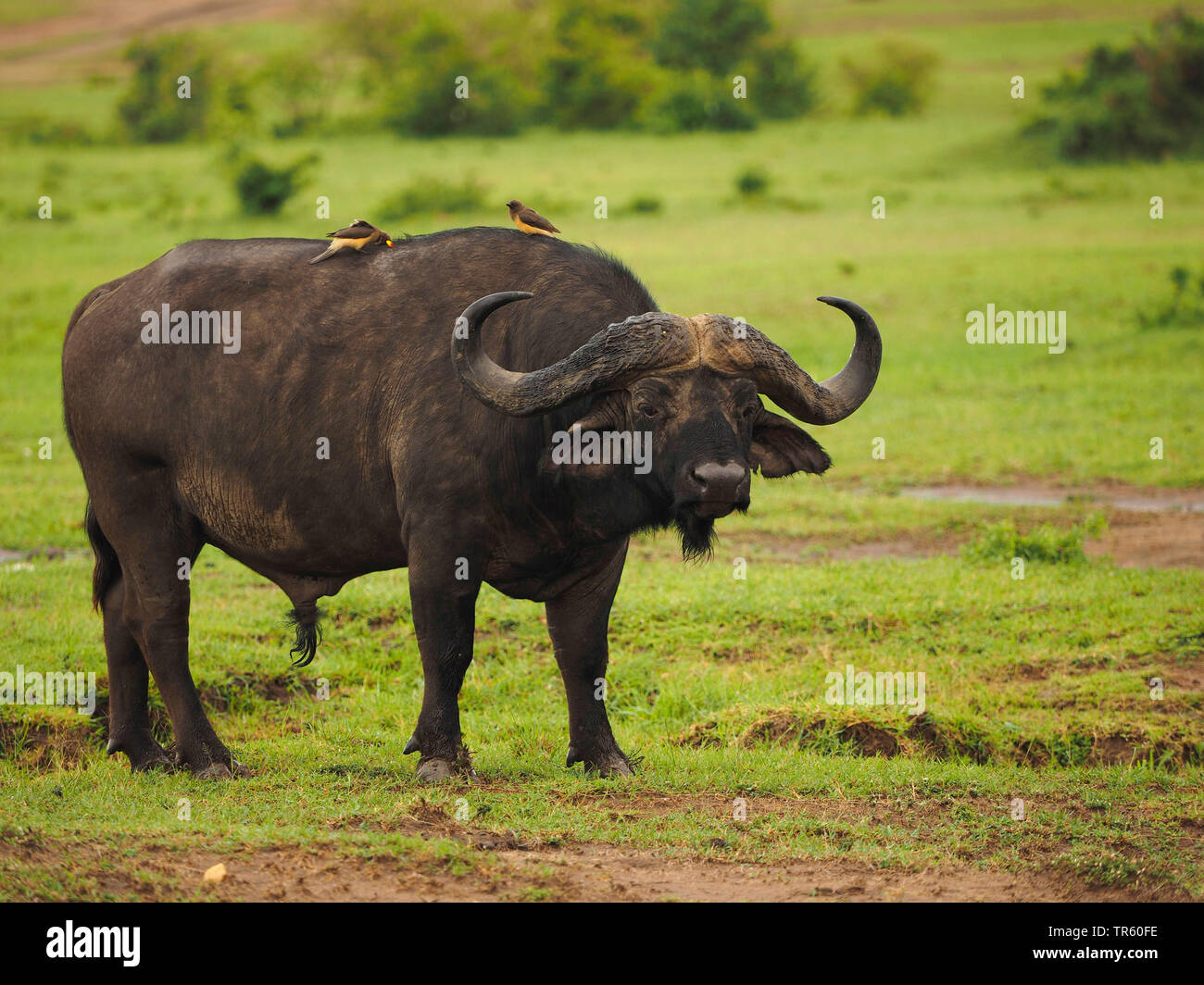 Male buffalo male african buffalo hi-res stock photography and images ...