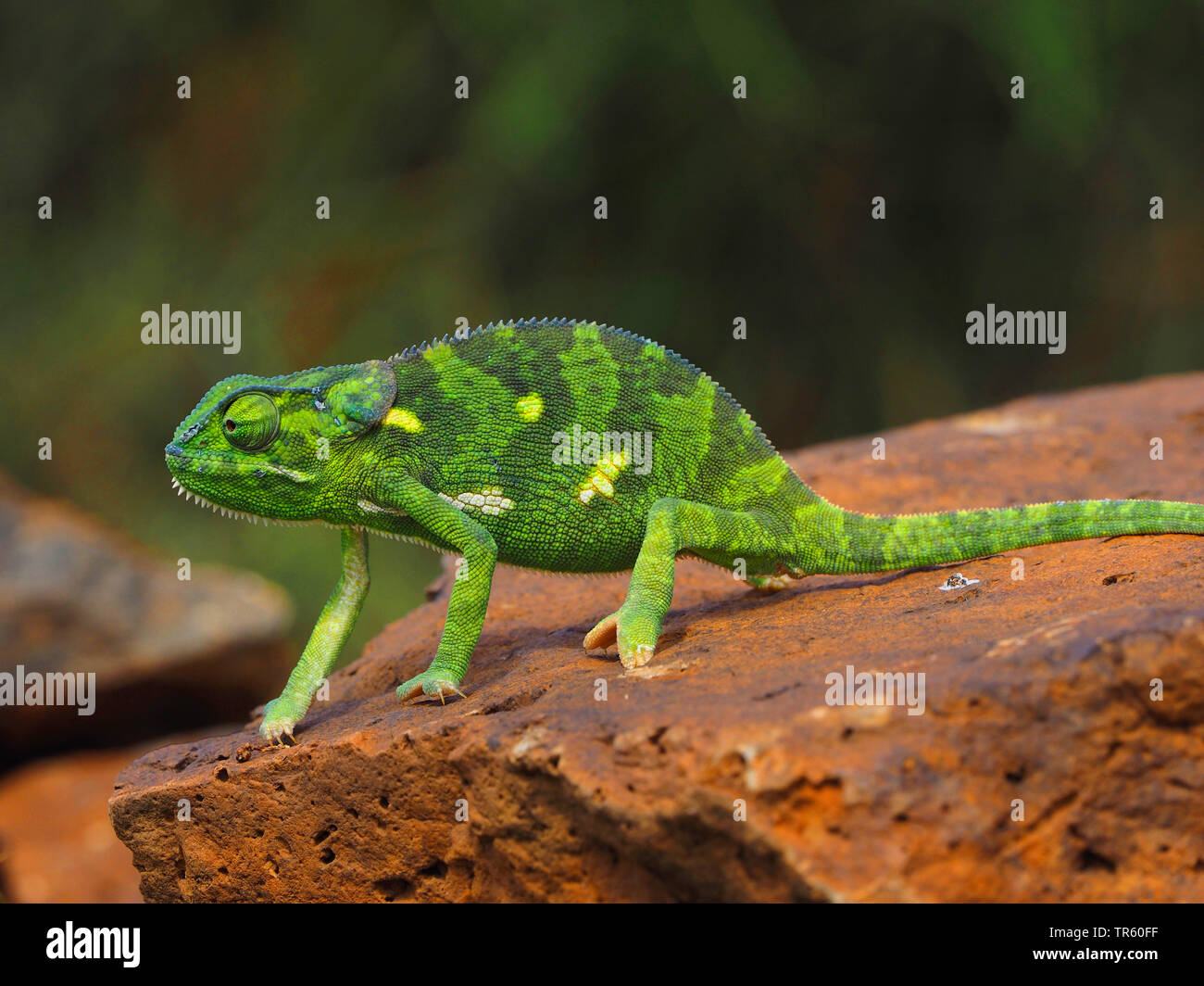 Flap Necked Chameleon