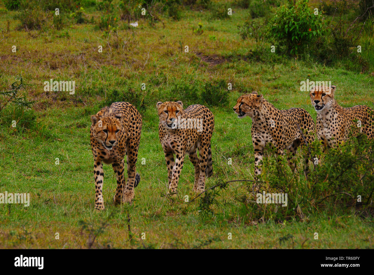 Together as a team hi-res stock photography and images - Alamy