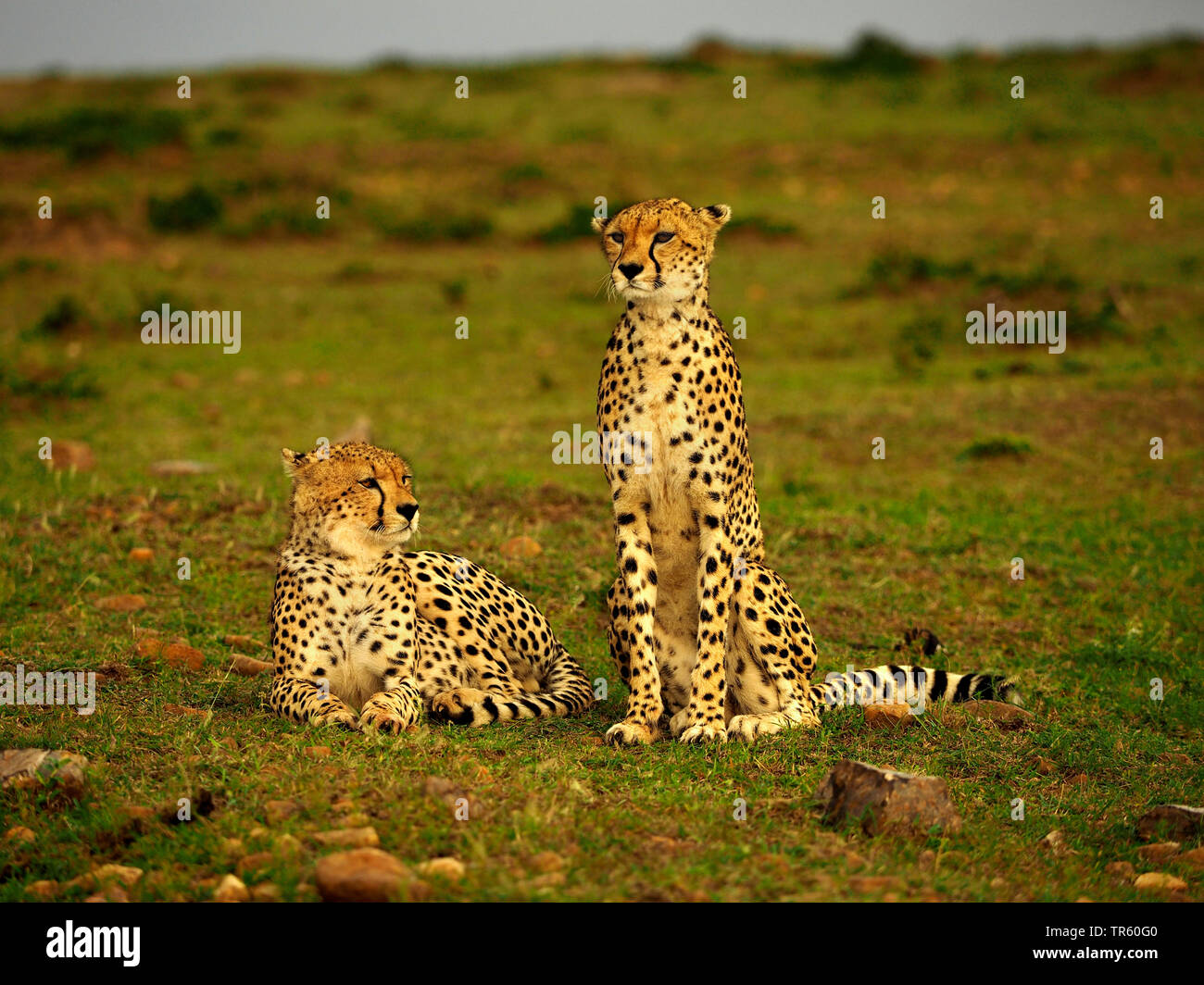 East african cheetahs hi-res stock photography and images - Alamy