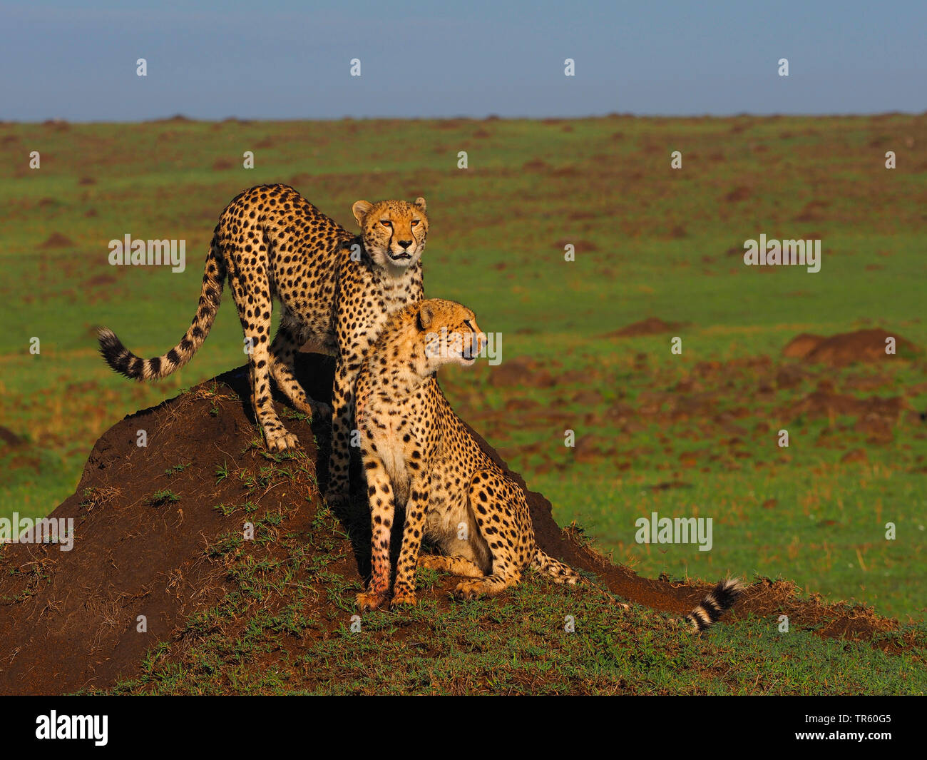 cheetah (Acinonyx jubatus), two cheetahs on a mound of earth peering ...