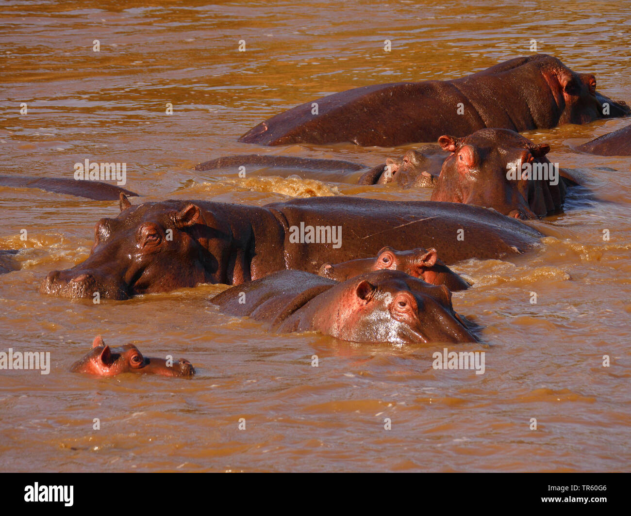 Sleepy hippos hi-res stock photography and images - Alamy